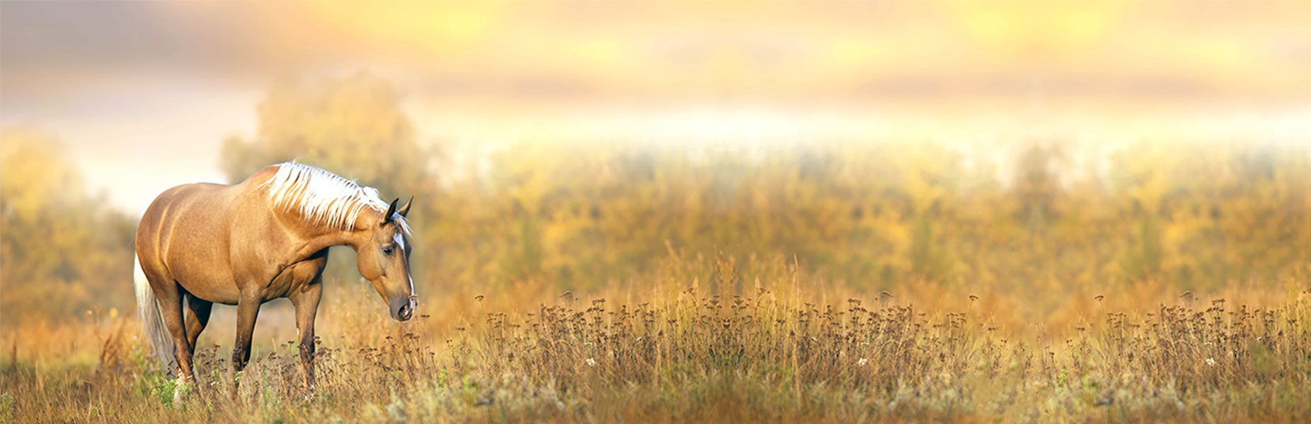 Vitalbix Daily Complete Timothy - VITALBIX