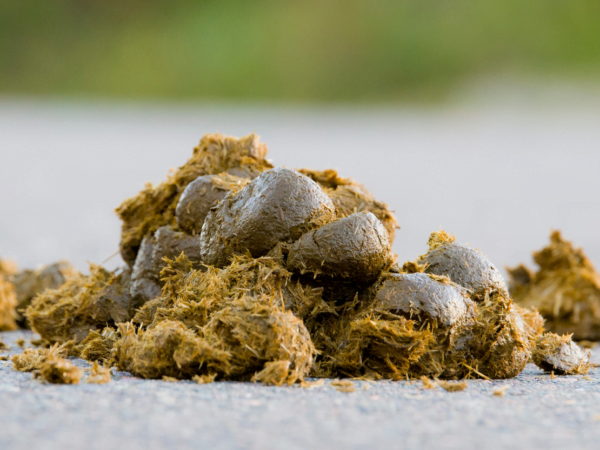 Test de mest van jouw paard op zand - zo doe je dat het best ...