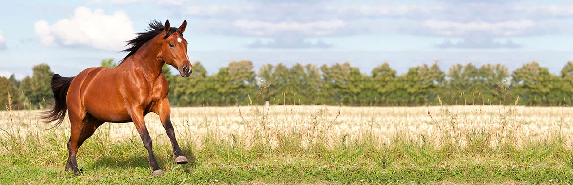 Vitalbix Daily Complete Timothy - VITALBIX